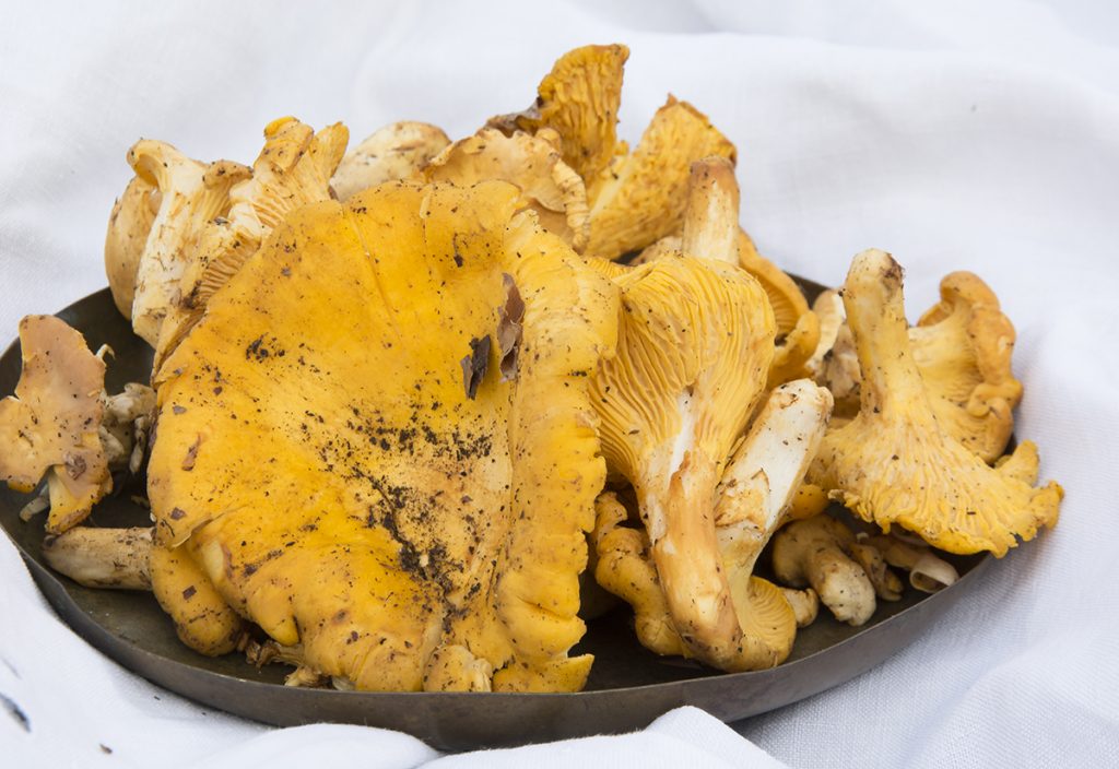 Rebozuelos salteados con queso azul - La Cocina de Frabisa La Cocina de ...